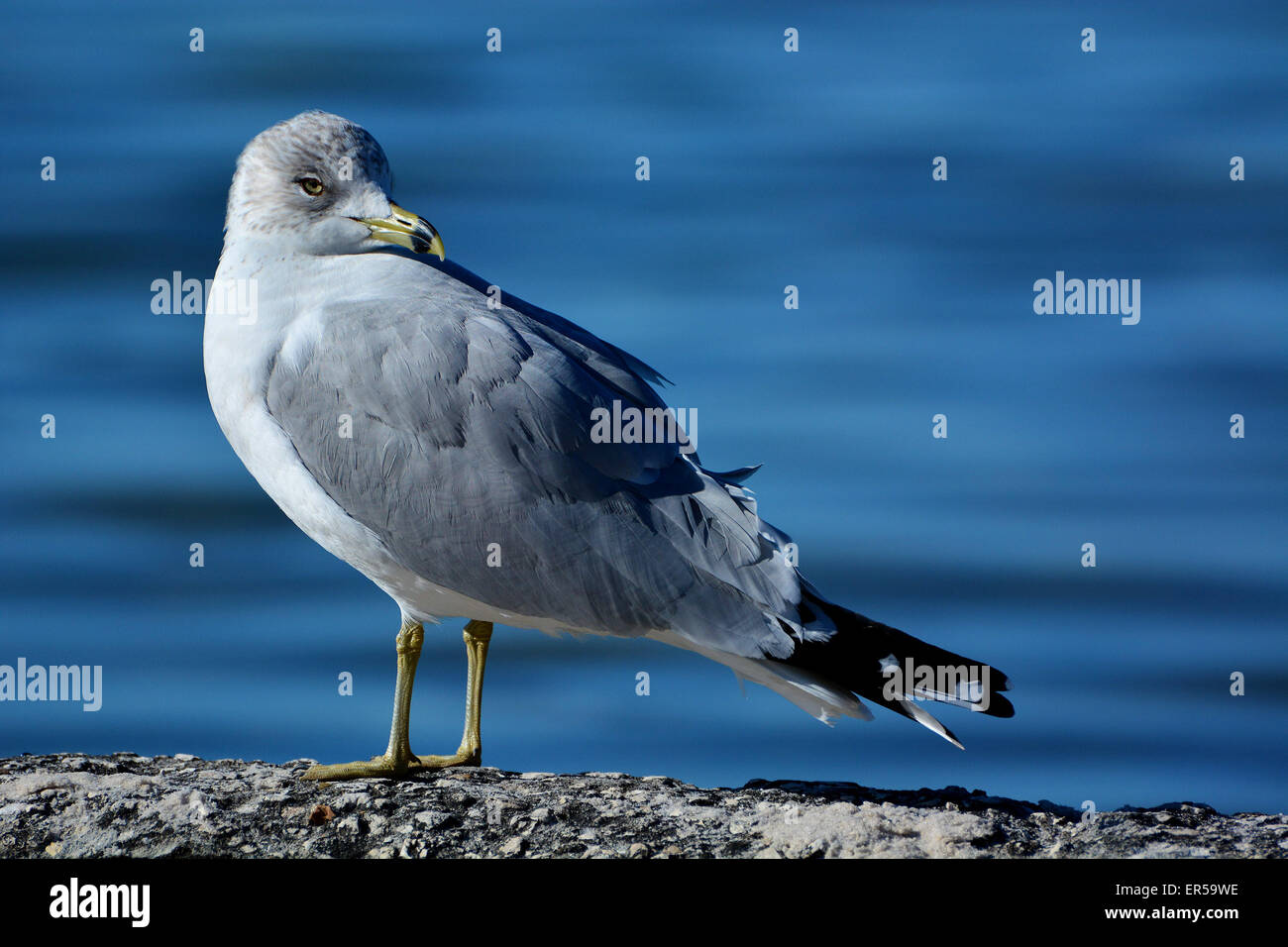 Ring billed sea gull on wall with ocean behind at Pine Island, Florida ...