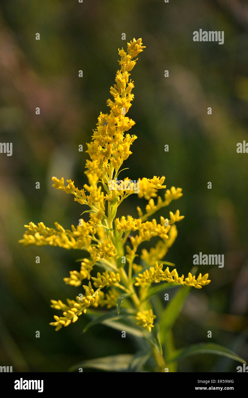 The nebraska state flower hi-res stock photography and images - Alamy