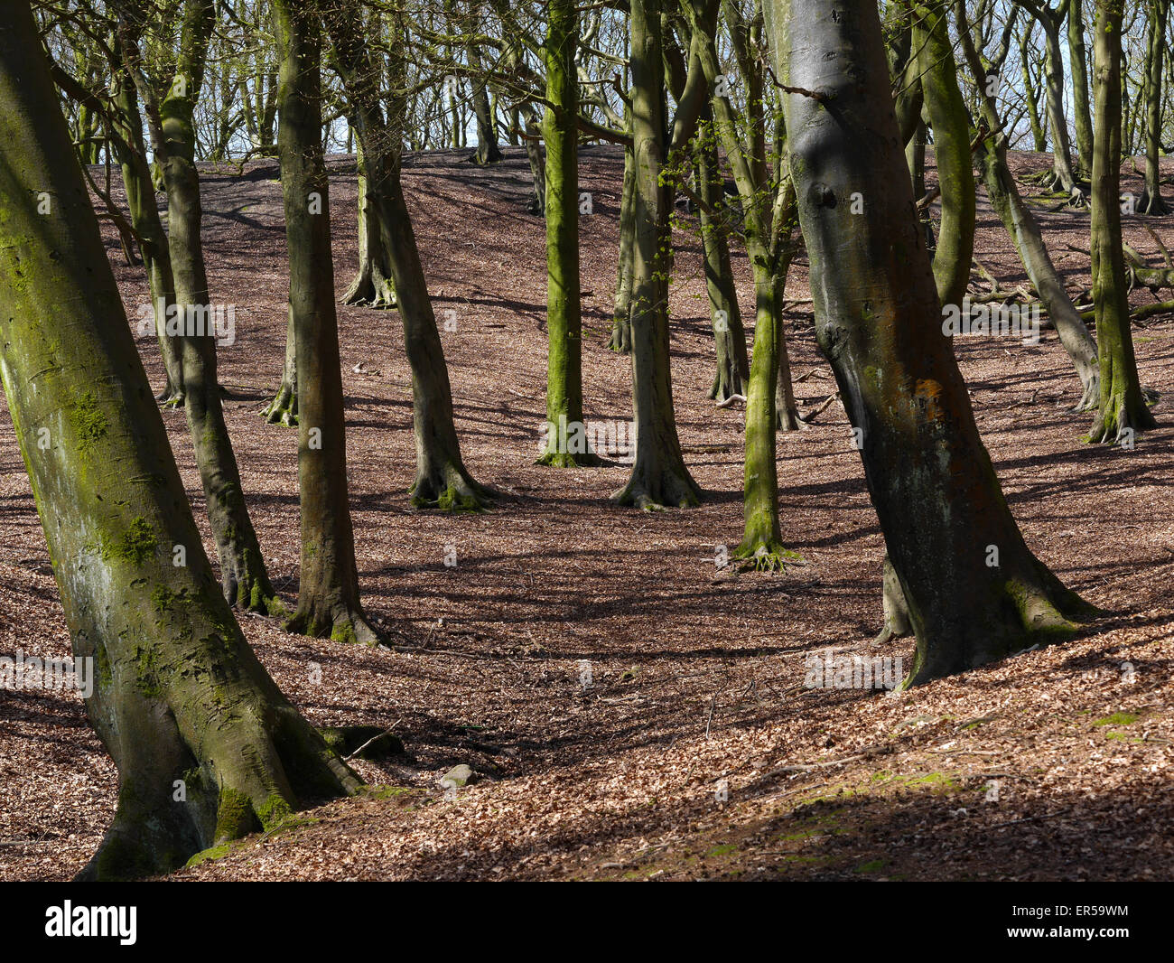 Beech trees at Tandle Hill Country Park, Royton, Oldham, UK Stock Photo ...