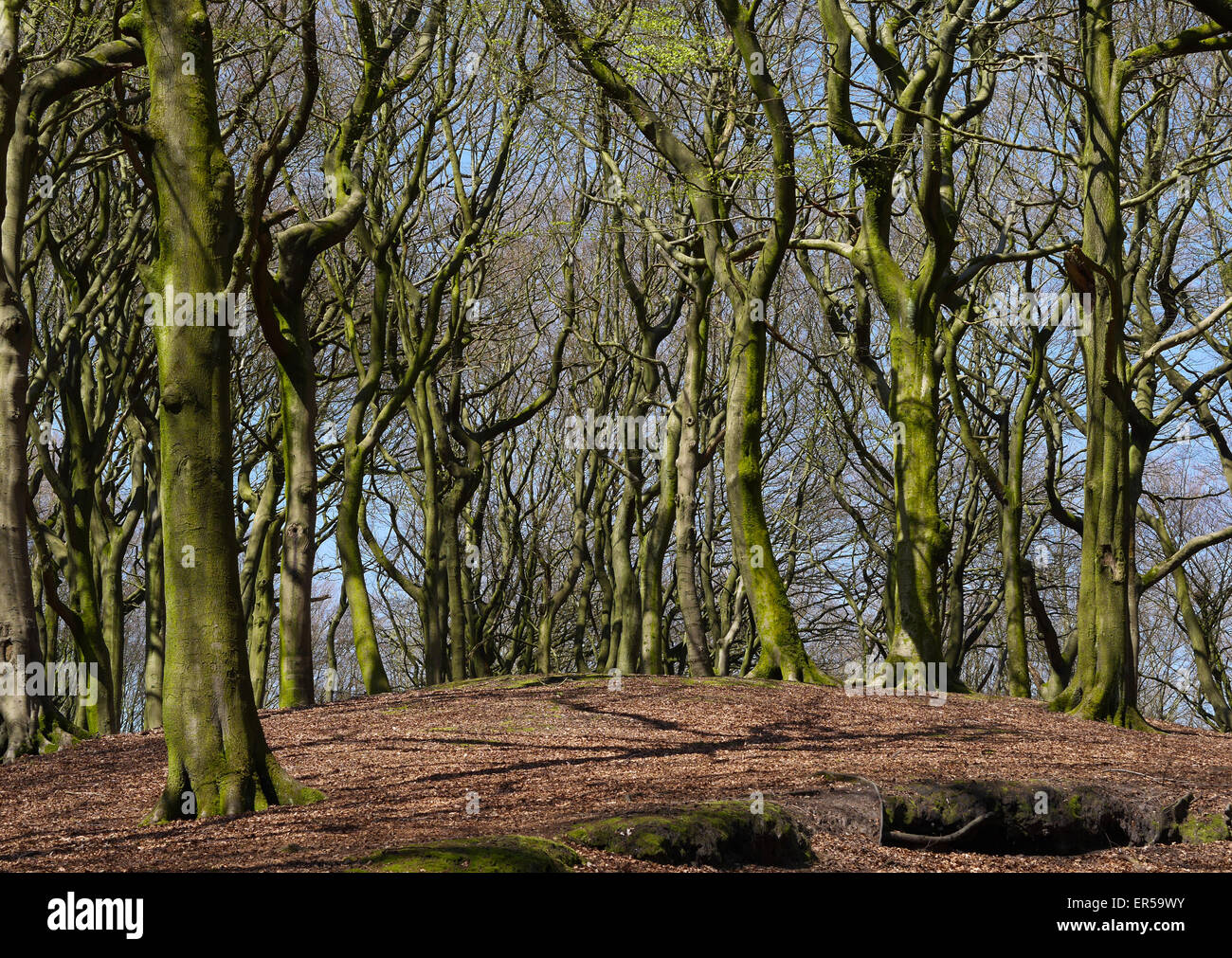 Beech trees at Tandle Hill Country Park, Royton, Oldham, UK Stock Photo ...