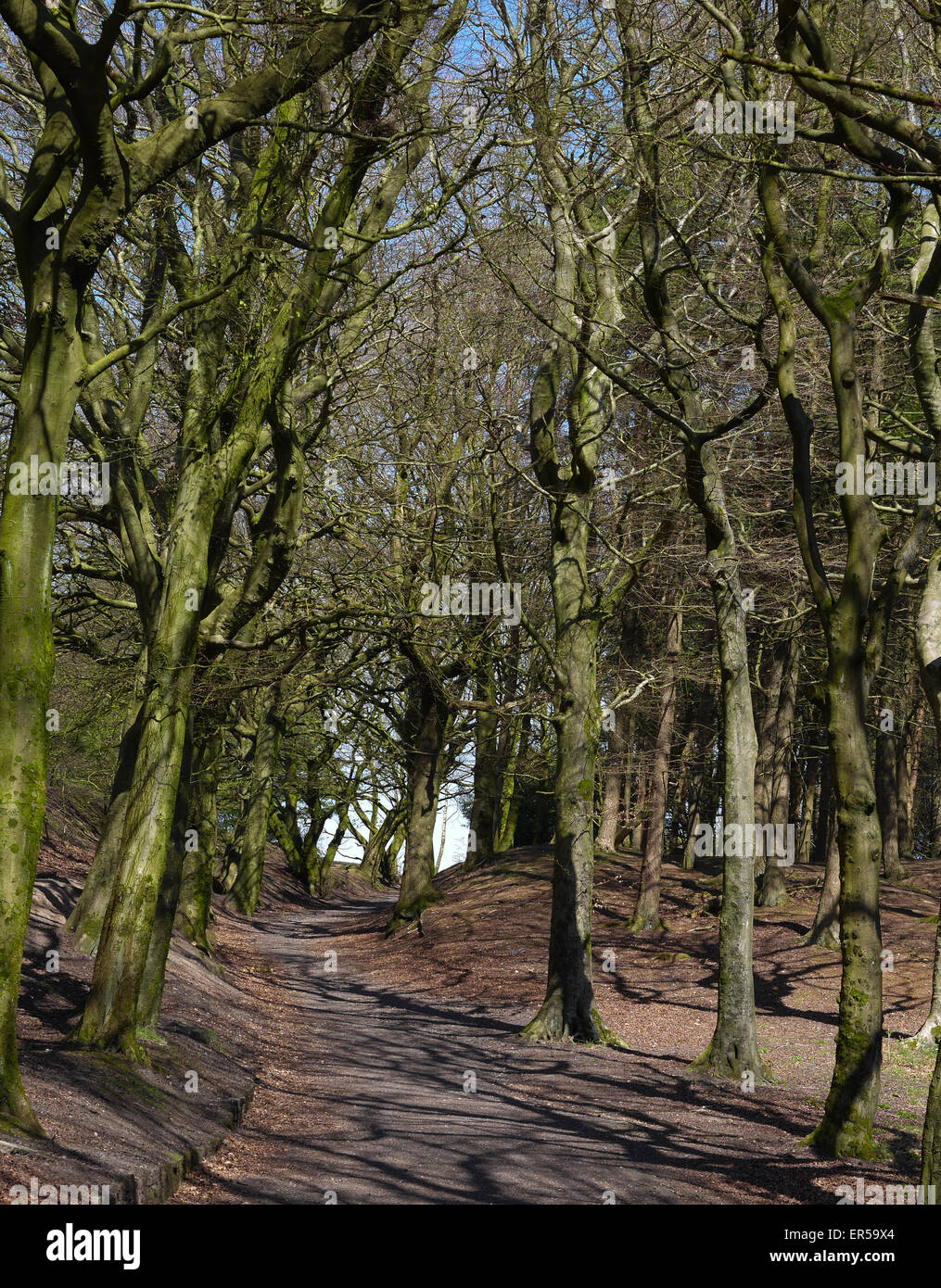 Beech trees at Tandle Hill Country Park, Royton, Oldham, UK Stock Photo ...