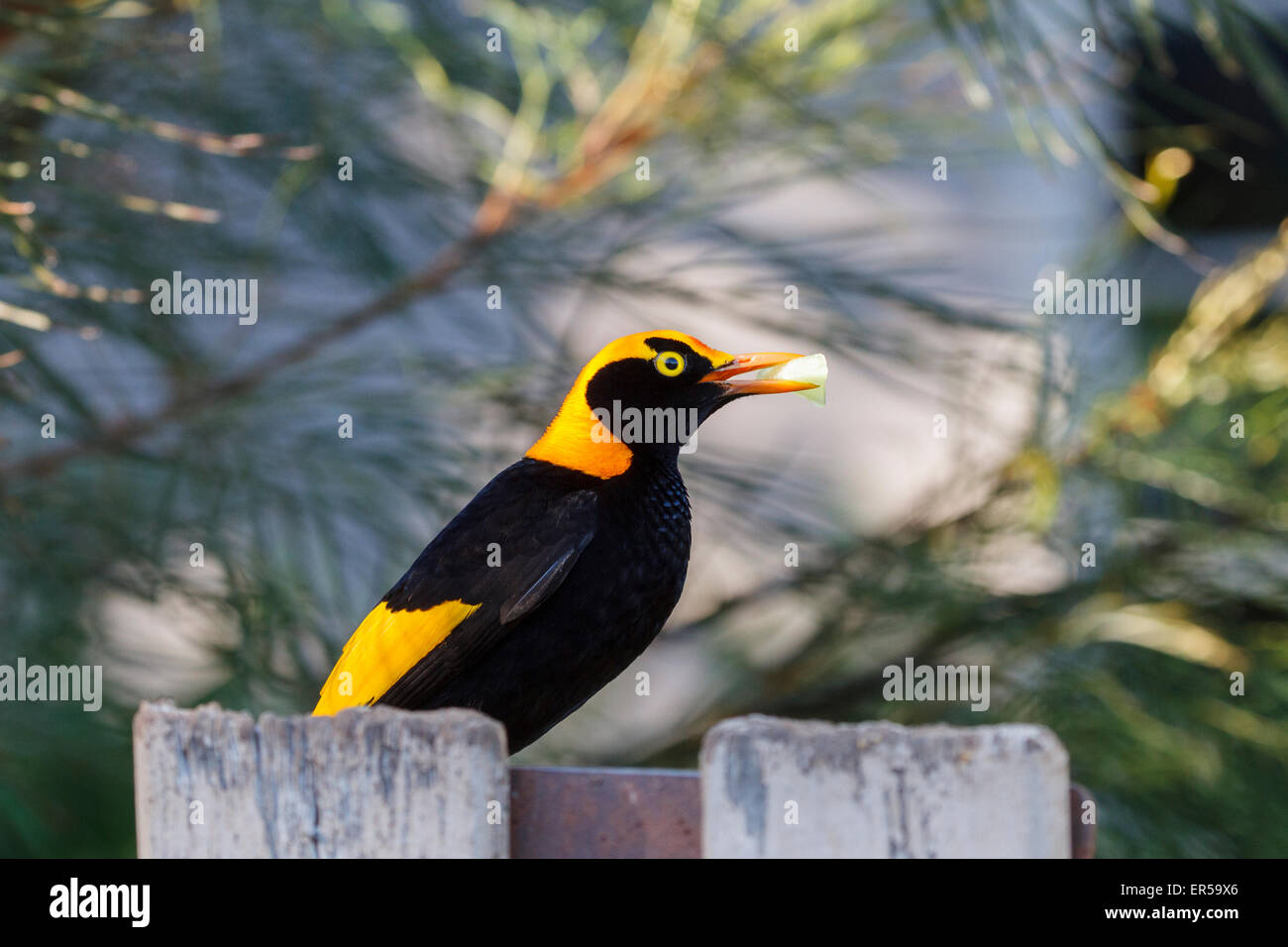 Regent Bird High Resolution Stock Photography and Images - Alamy