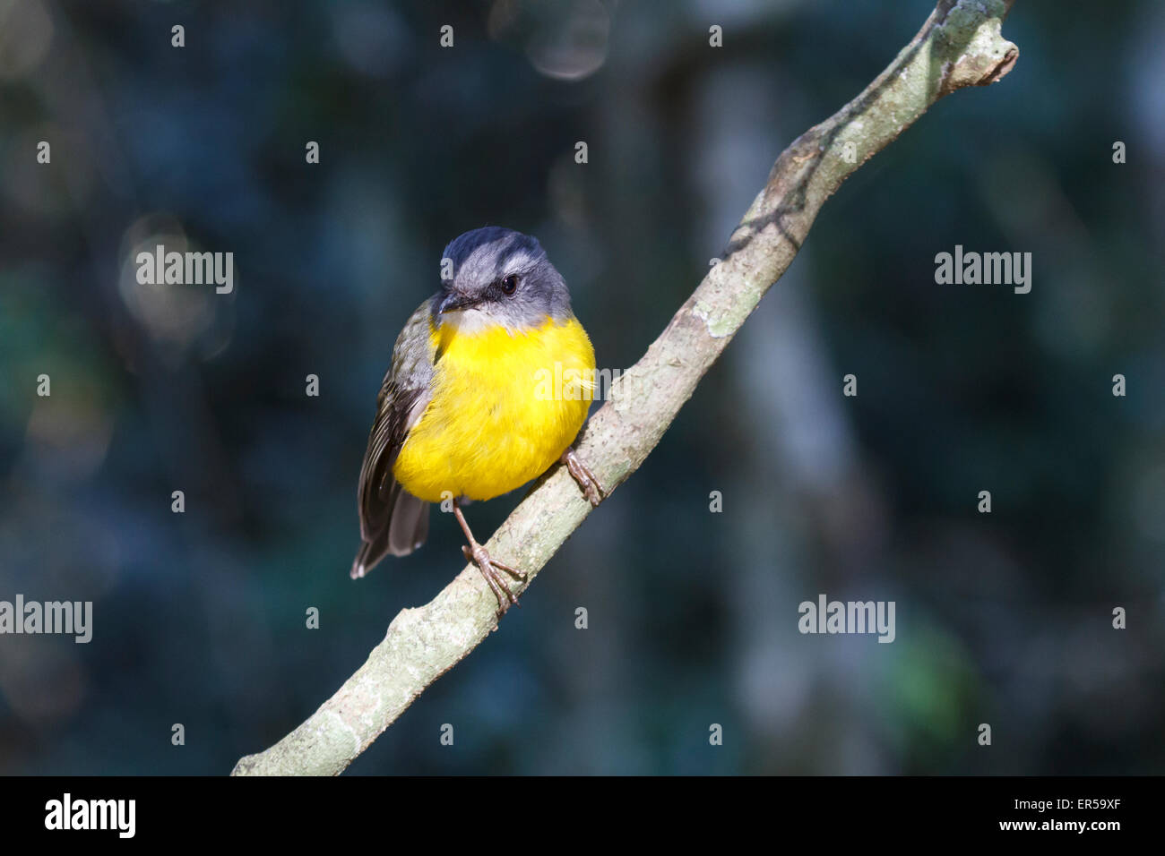 Eastern yellow breasted robin hi-res stock photography and images - Alamy