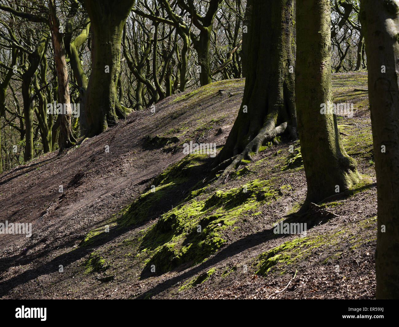 Beech trees at Tandle Hill Country Park, Royton, Oldham, UK Stock Photo ...