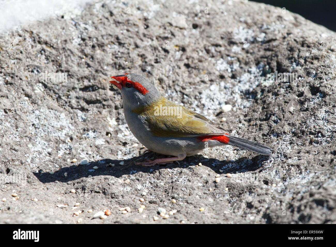 Australian red browed finch hi-res stock photography and images - Alamy