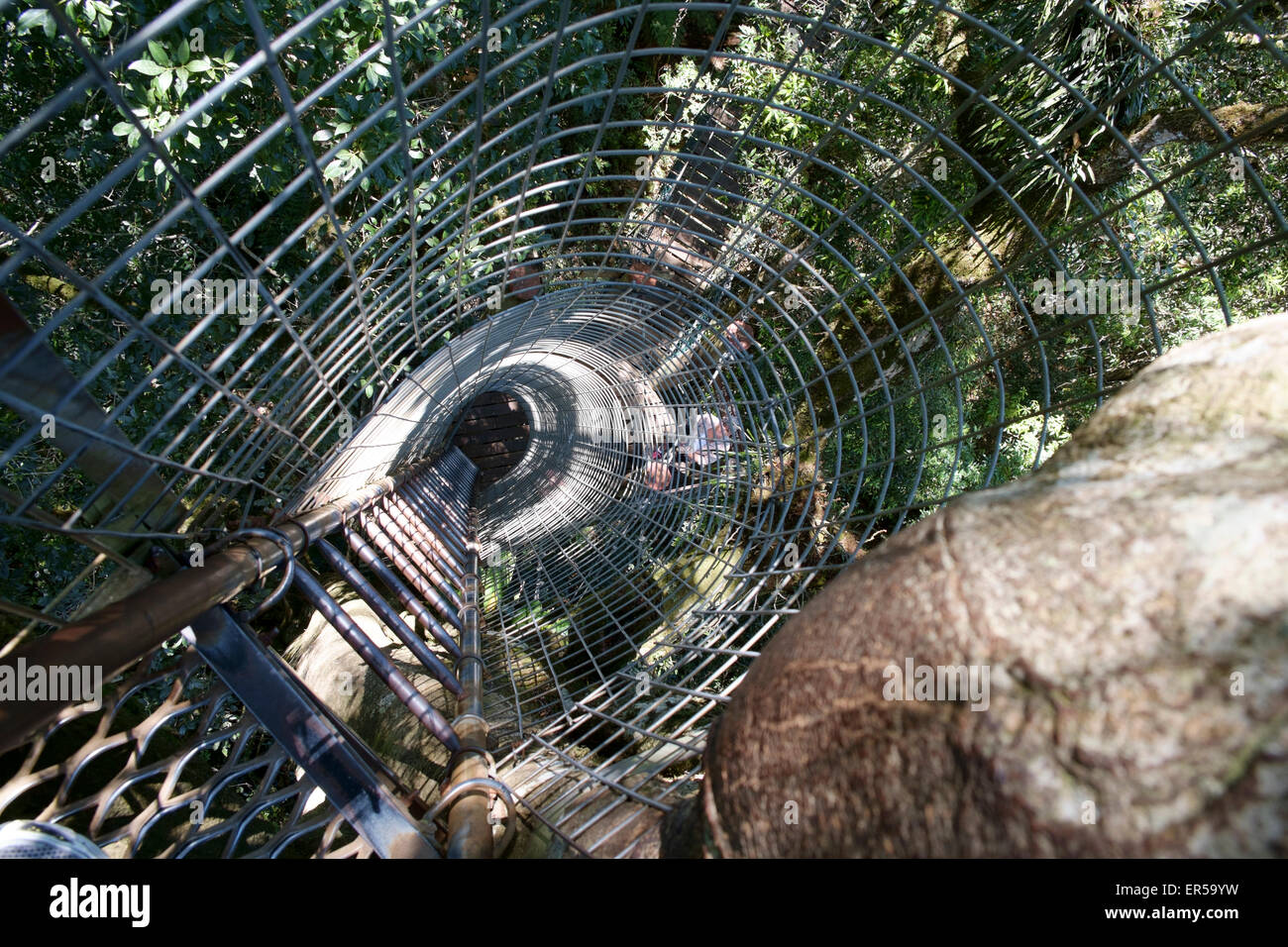At O'Reillys Rainforest Retreat - The Treetop Walk Stock Photo - Alamy