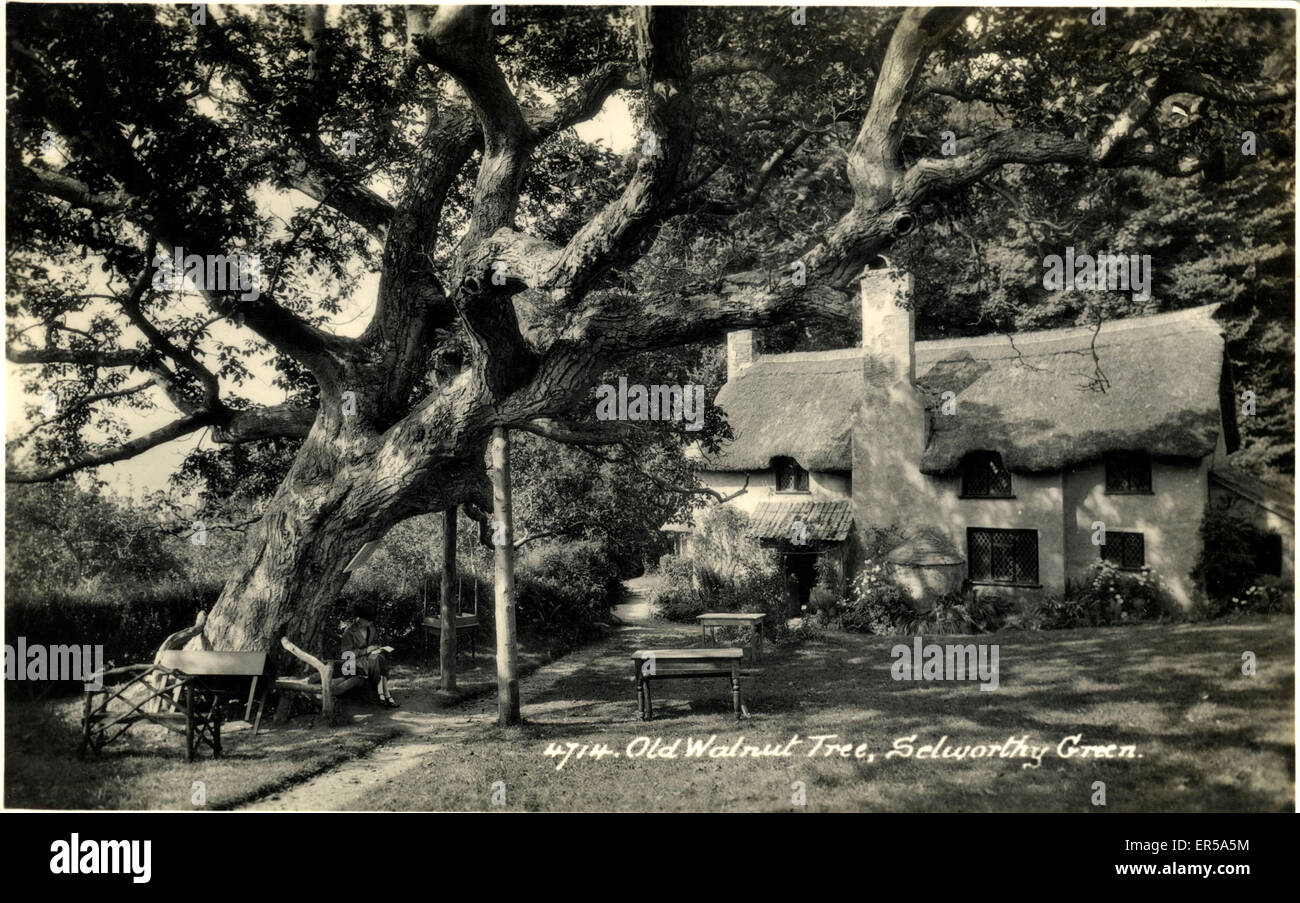 Old Walnut Tree & Thatched Cottage, Selworthy, Somerset Stock Photo - Alamy