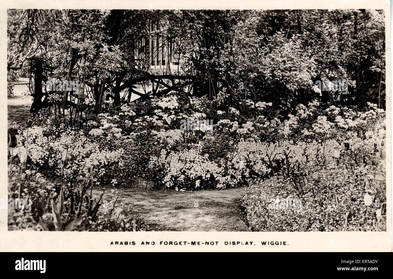 Arabis & Forget-me-not Display, Wiggie, Surrey Stock Photo - Alamy