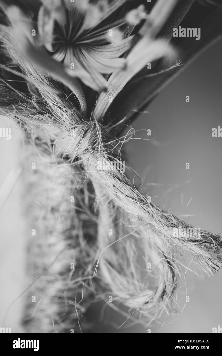 Macro black and white shot of string tied to hold together a wild ...