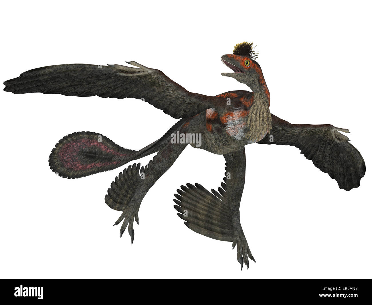 Microraptor