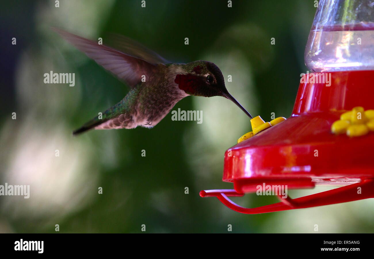 Humming bird feeding hi-res stock photography and images - Alamy