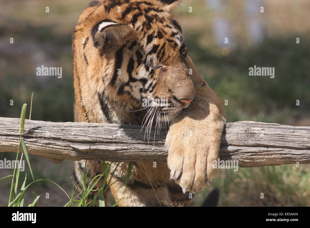Thai Tiger Chillin Stock Photo - Alamy