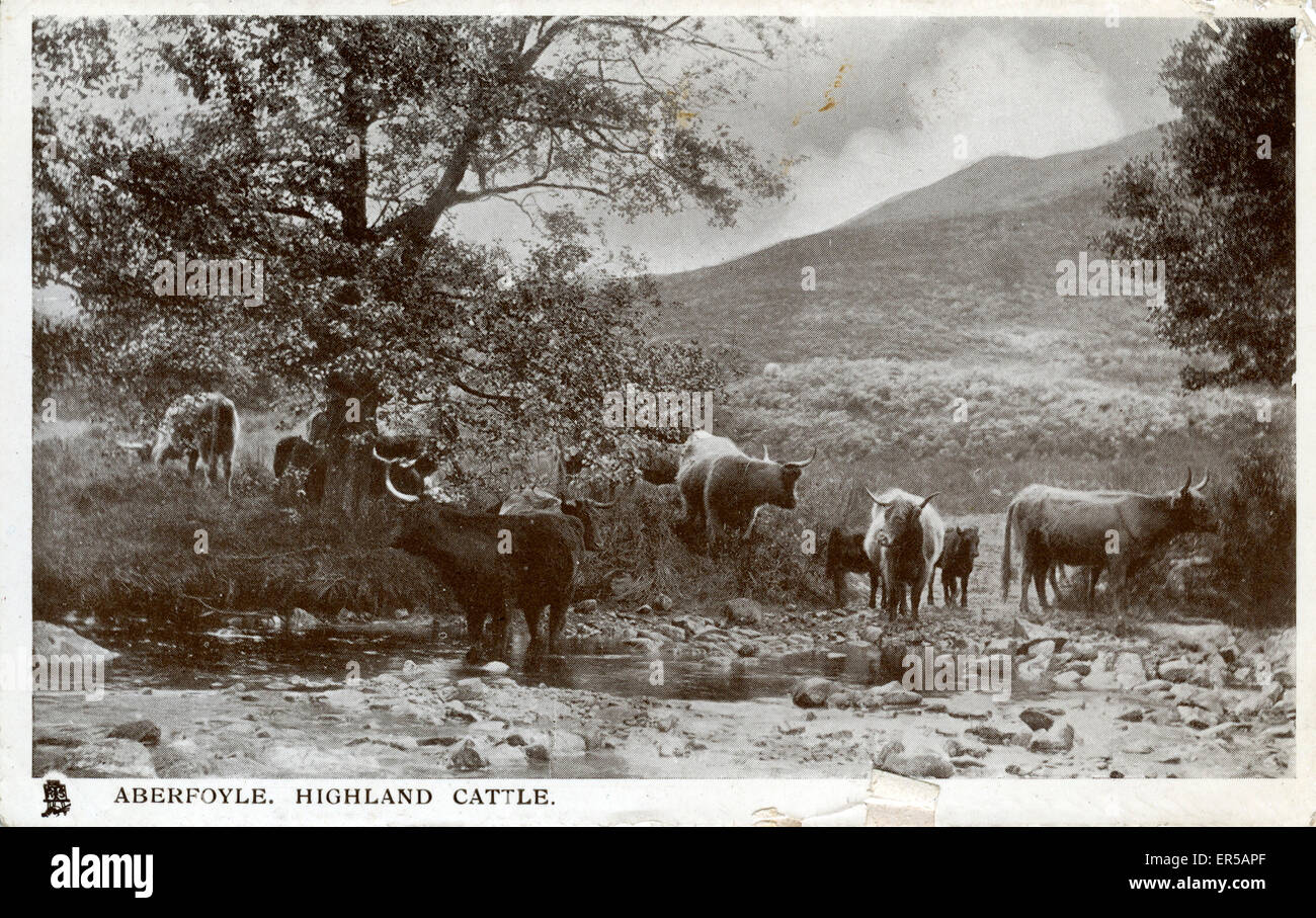 1920s cattle hi-res stock photography and images - Alamy