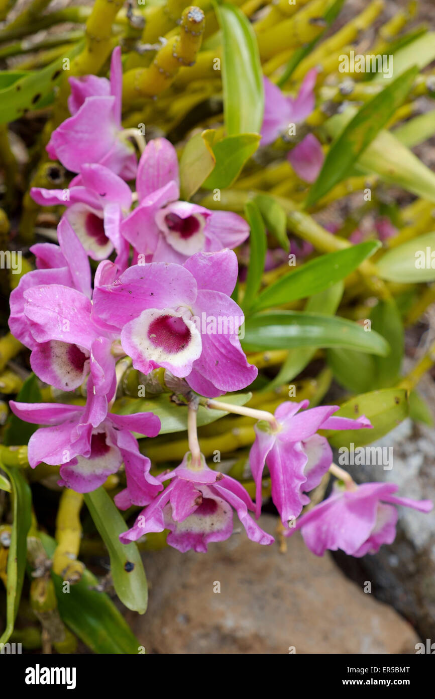 Rainforest orchids tourist hi-res stock photography and images - Alamy