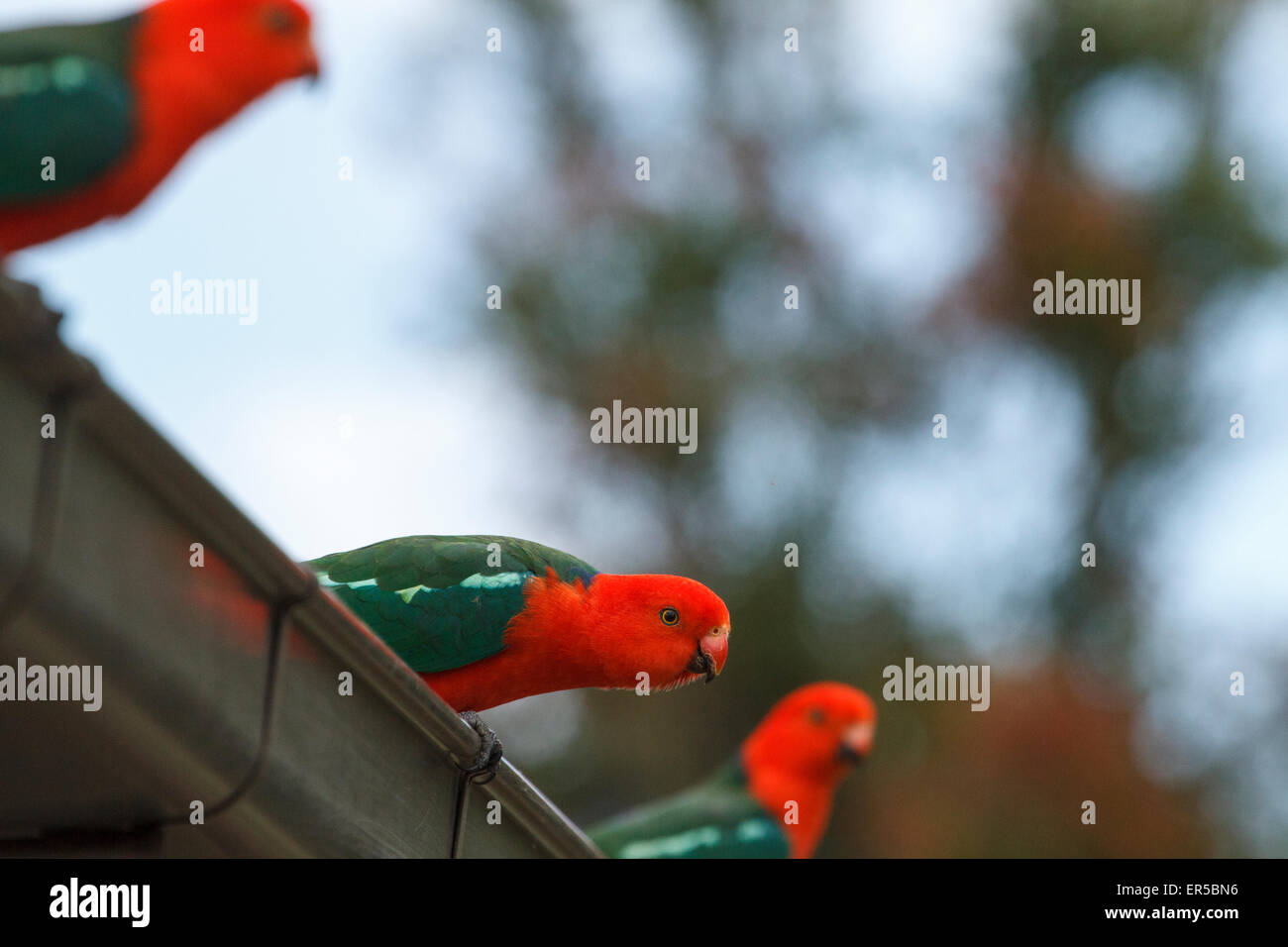 Australian king parrot flight hi-res stock photography and images - Alamy
