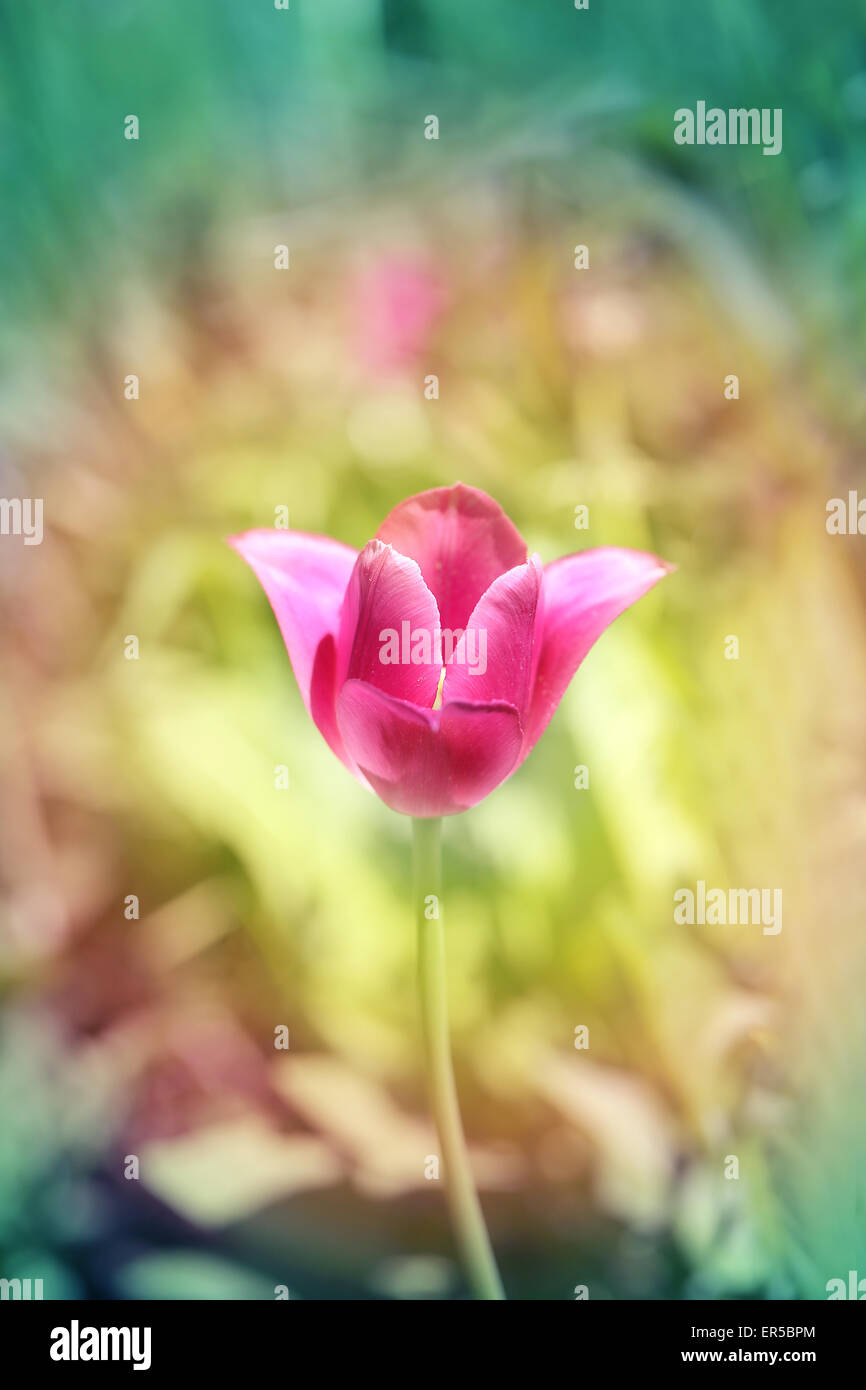 Beautiful spring flowers Tulip photographed close up Stock Photo - Alamy