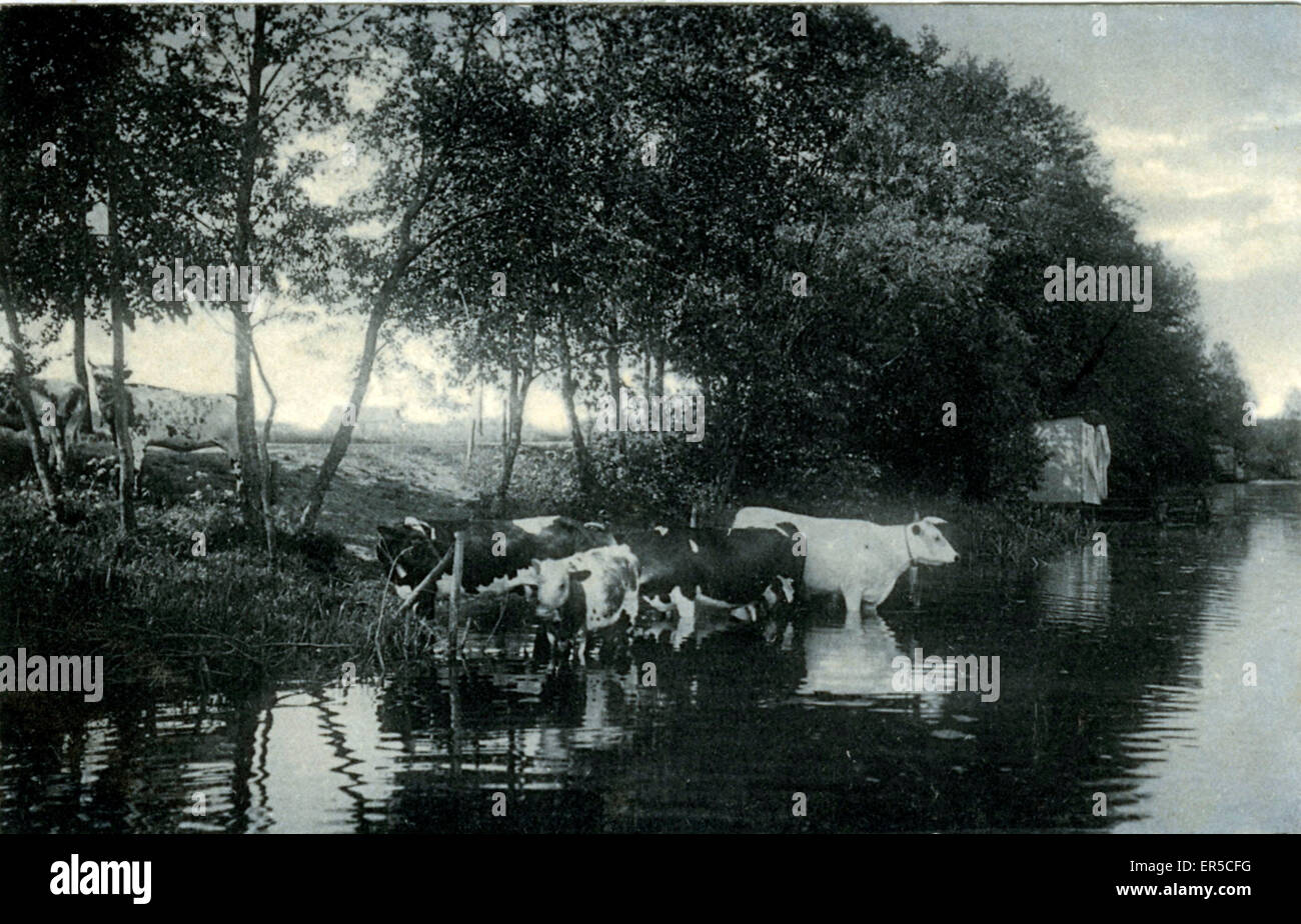 Cattle in a River Stock Photo - Alamy