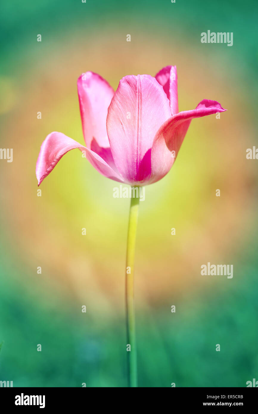 Beautiful spring flowers Tulip photographed close up Stock Photo - Alamy