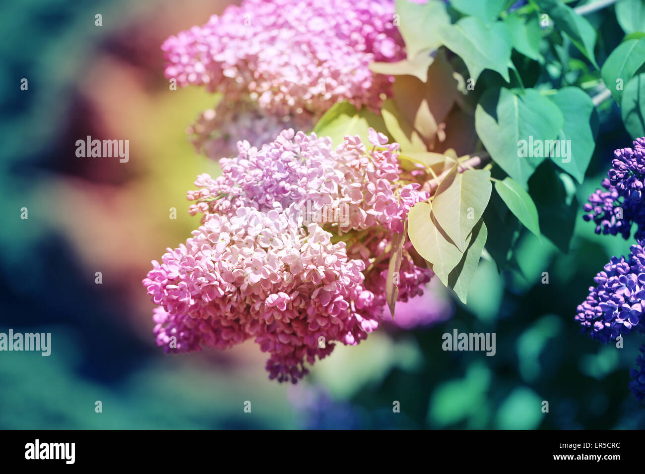 Beautiful spring flowers lilac photographed close up Stock Photo - Alamy