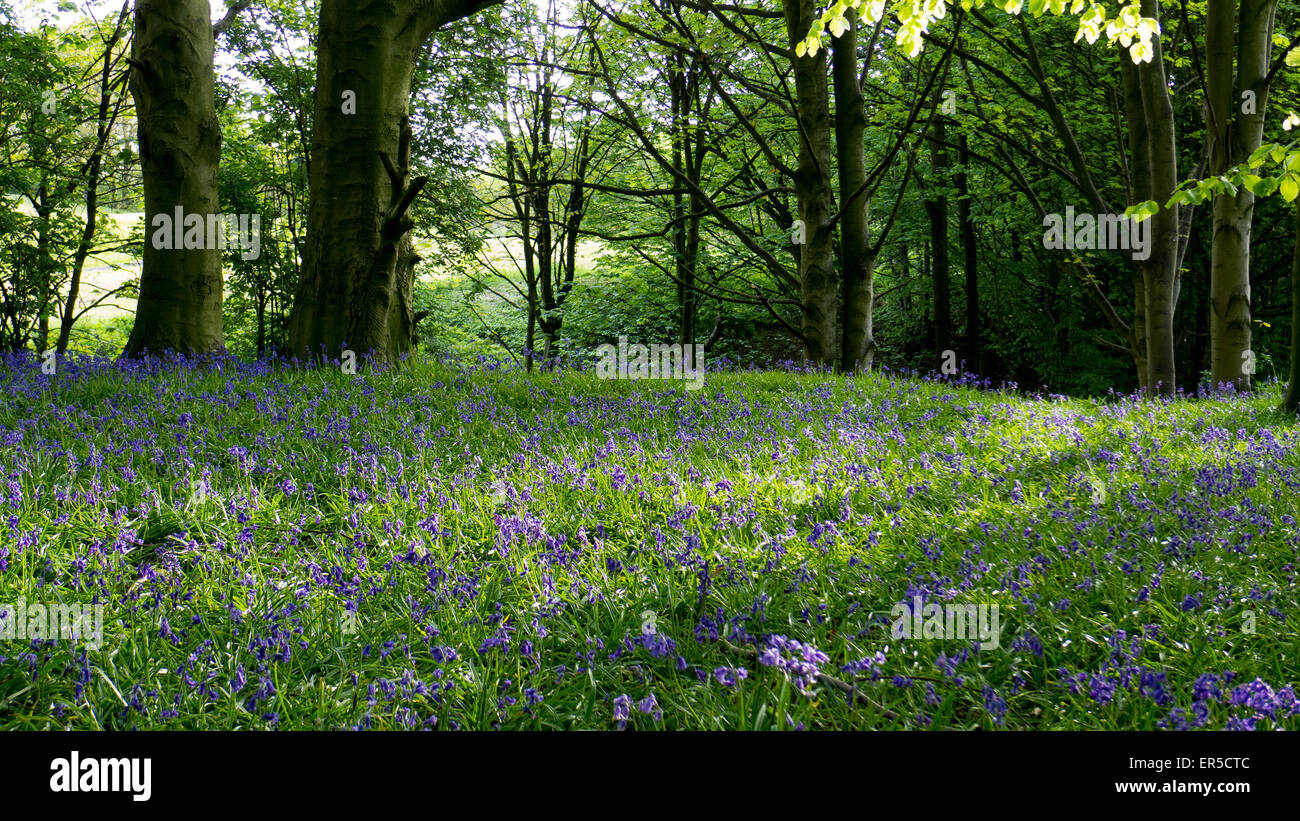 Bluebells in spring Stock Photo - Alamy