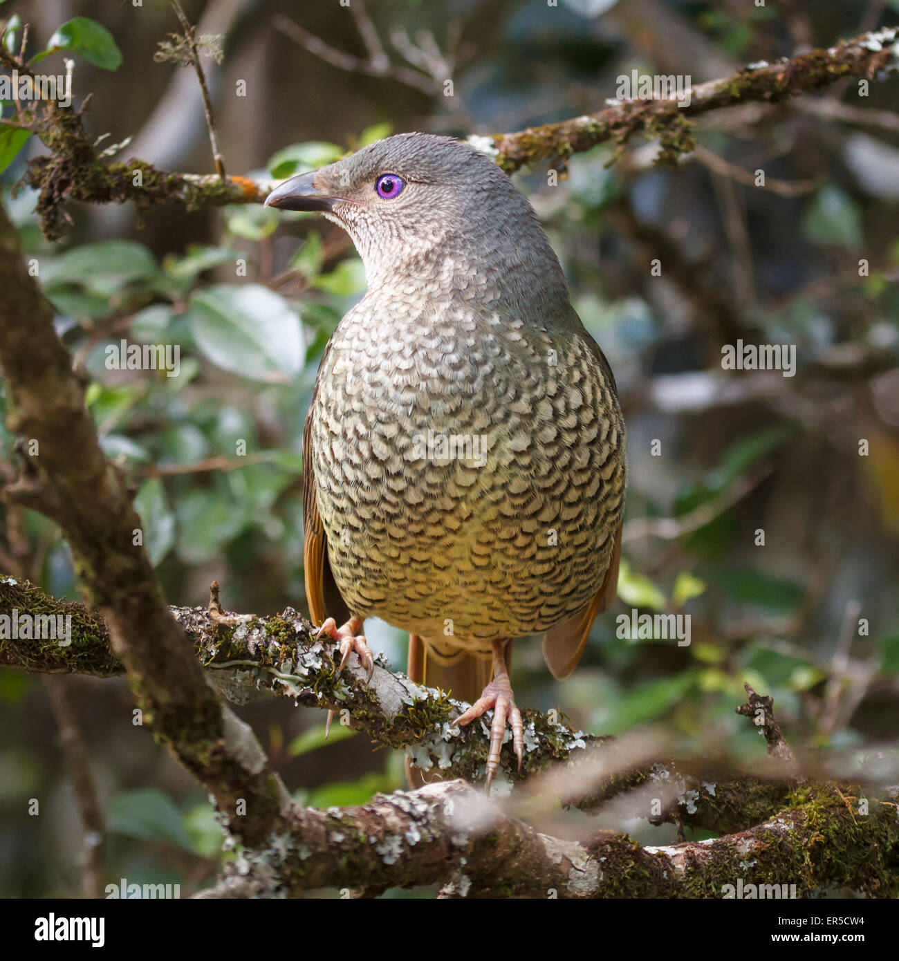 Female Satin Bowerbird at O'Reillys Rainforest Retreat Stock Photo - Alamy