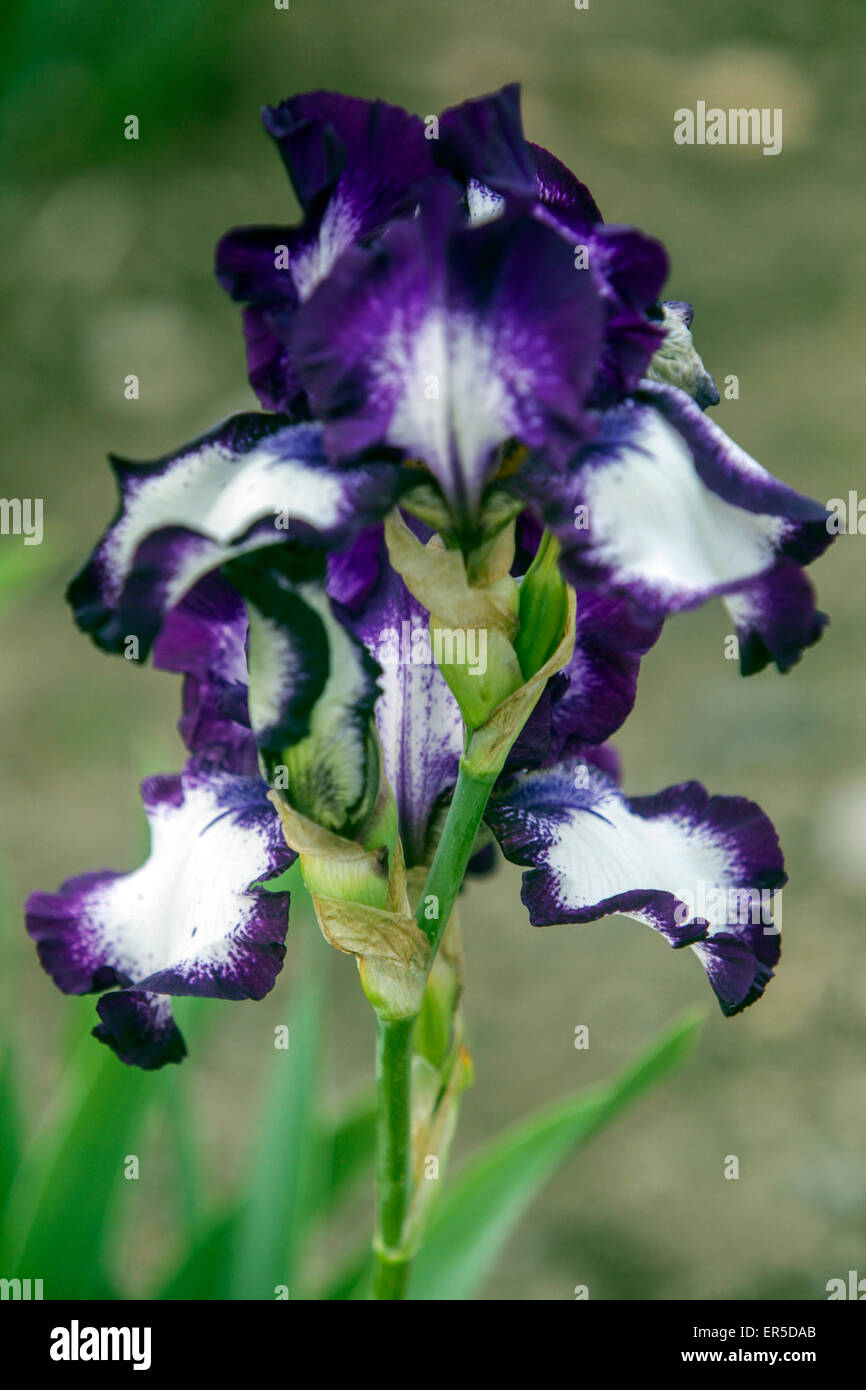 Iris barbata elatior hi-res stock photography and images - Alamy