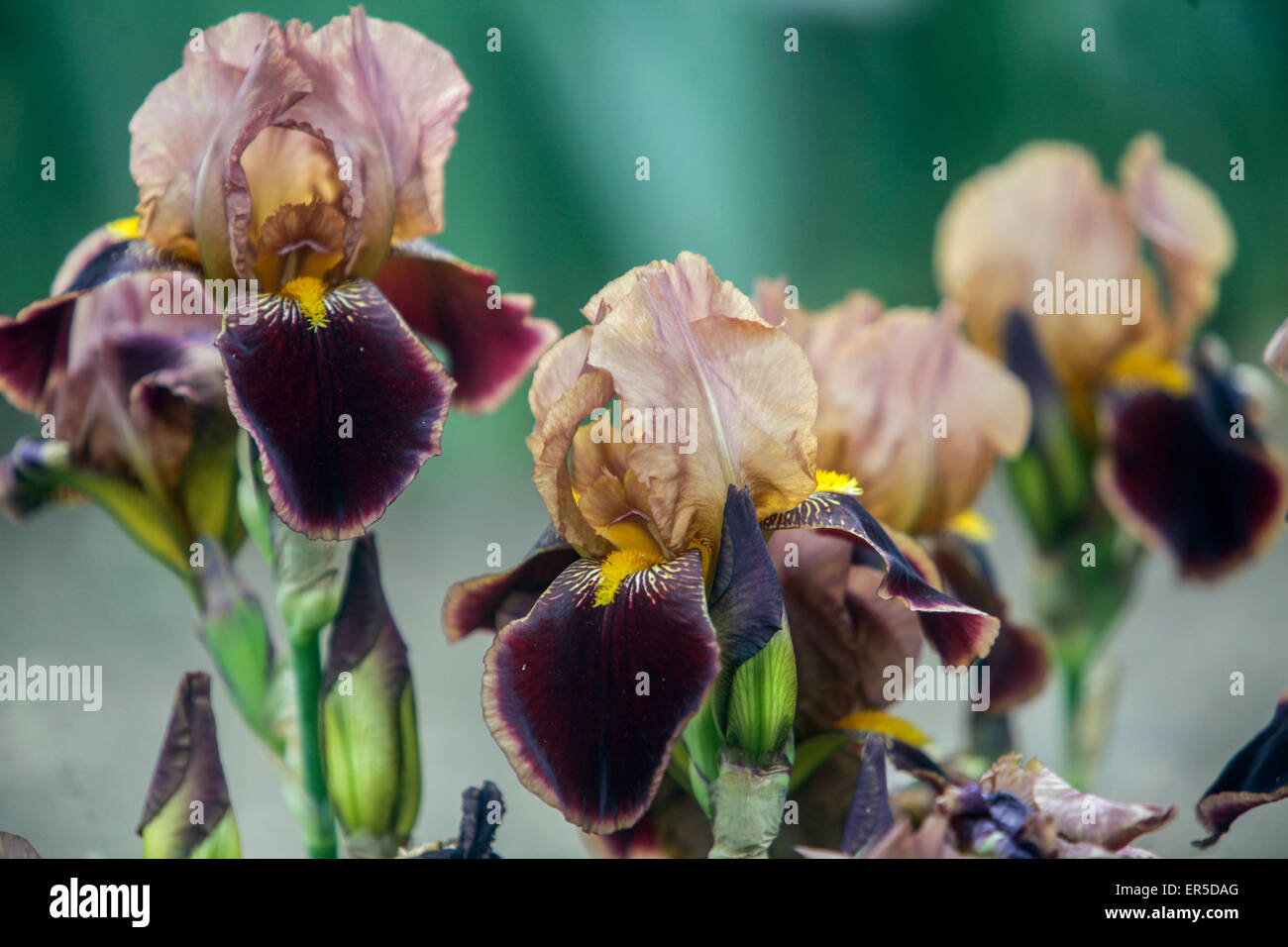 Tall bearded, Iris Barbata Elatior "Louvois Stock Photo - Alamy