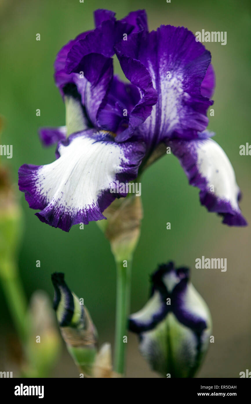 Blue bearded Iris "Stepping Out", Iris flower blue white combination of ...
