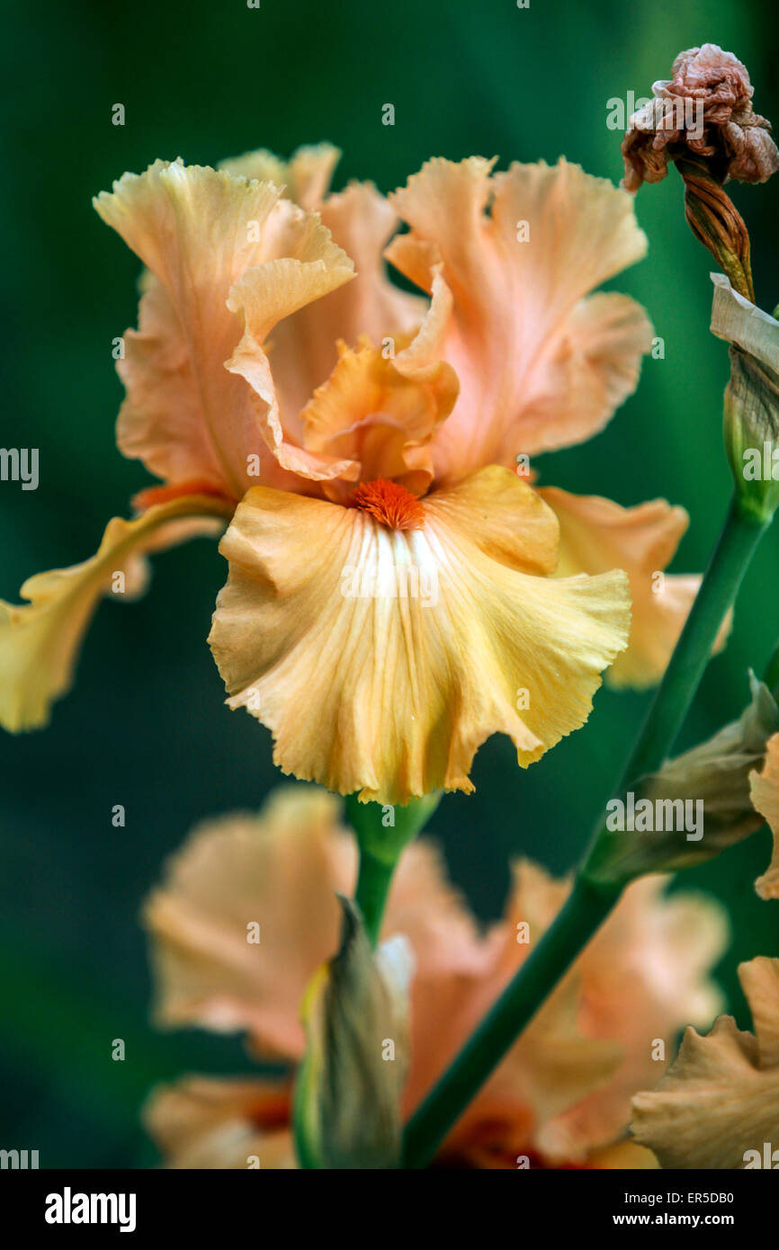 Tall bearded, Orange Iris Barbata Elatior "Island Sunset Stock Photo ...