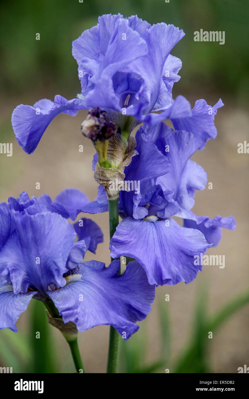 Tall bearded, Blue Iris Barbata Elatior "Sapphire Hills Stock Photo - Alamy