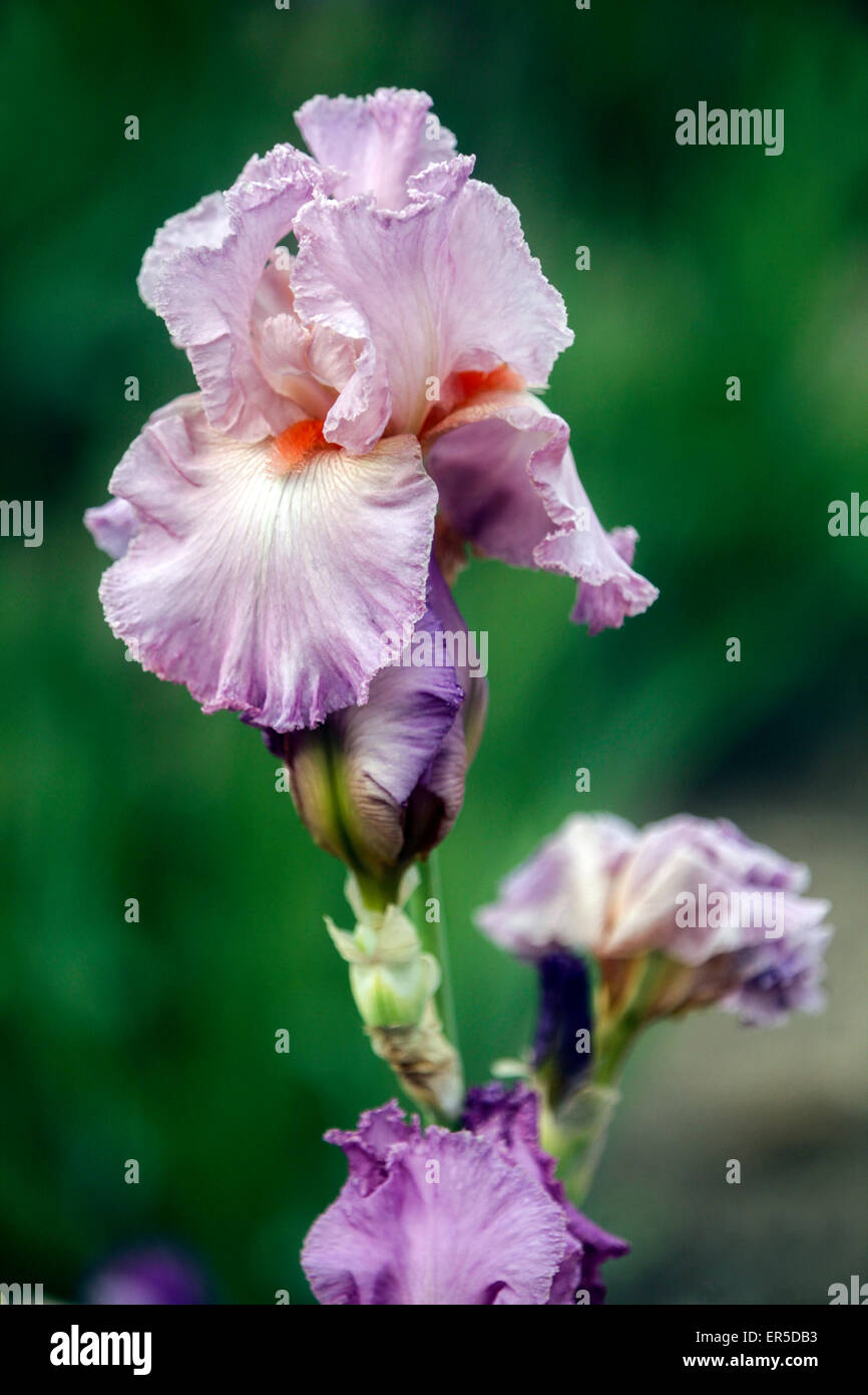 Tall bearded Iris Barbata Elatior "Restless Waves Stock Photo - Alamy
