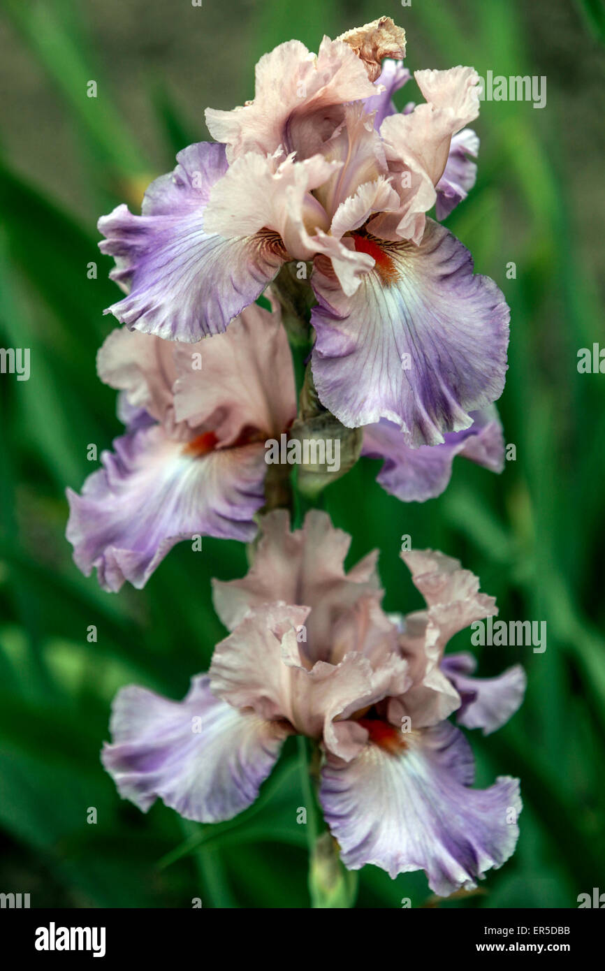 Tall bearded, Iris Barbata Elatior "Enchanted World Stock Photo - Alamy