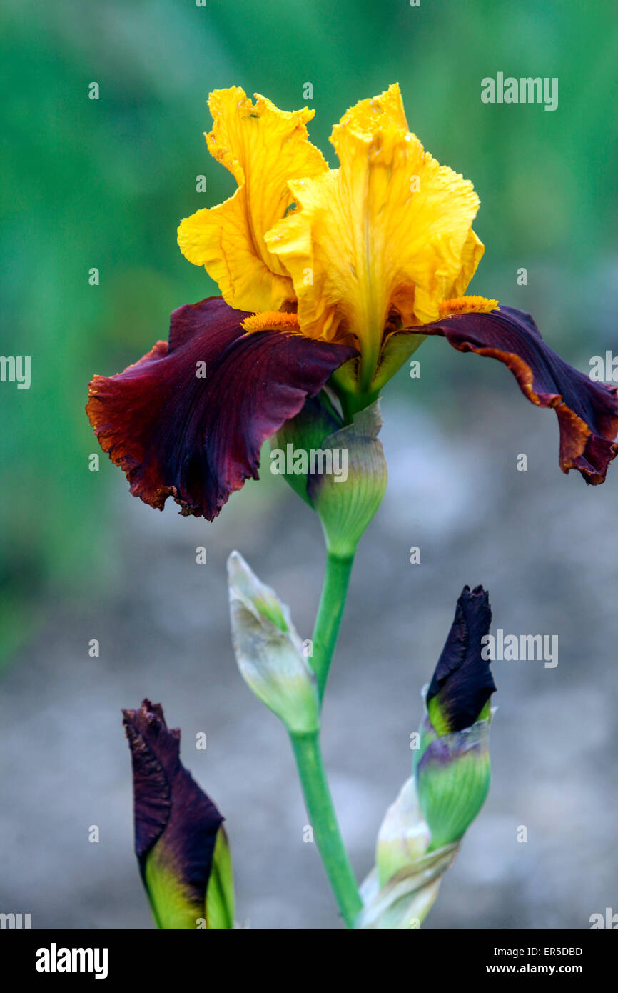 Tall bearded iris flower Yellow ochre bicolor Barbata Elatior ...