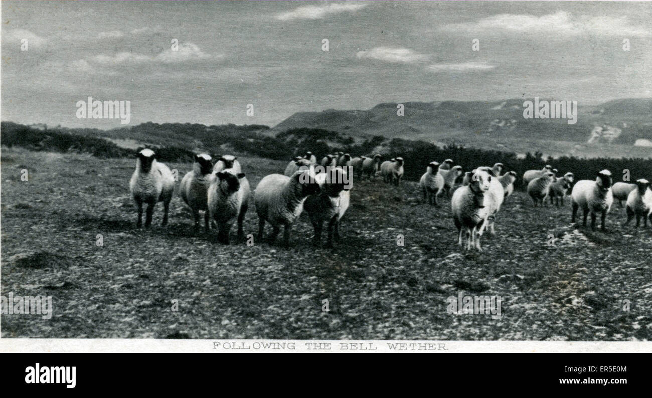 Flock of Sheep, Wether, Shetland Stock Photo - Alamy