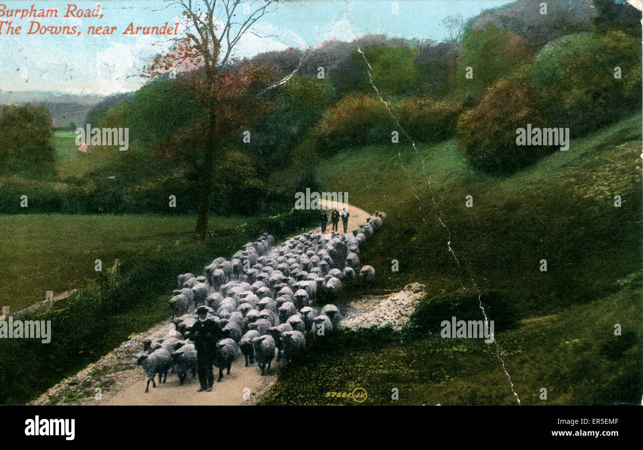 Herding Sheep on the Burpham Road, Burpham, Sussex Stock Photo - Alamy