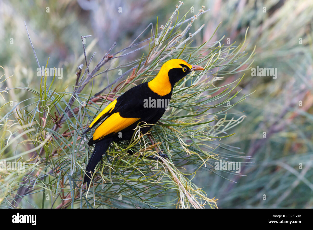 Male Regent Bowerbird at O'Reillys Rainforest Retreat Stock Photo - Alamy