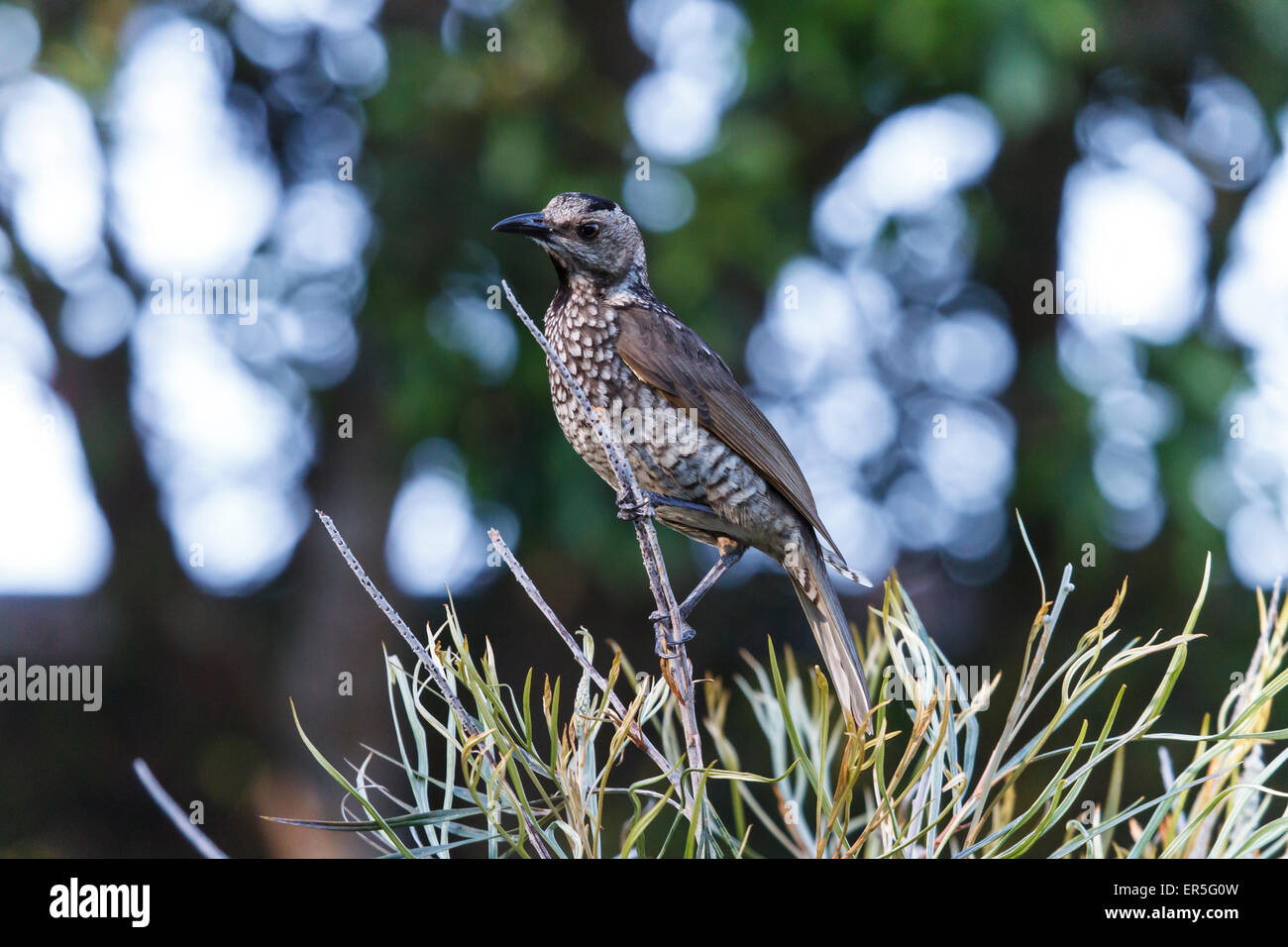 Female Regent Bowerbird at O'Reillys Rainforest Retreat Stock Photo - Alamy