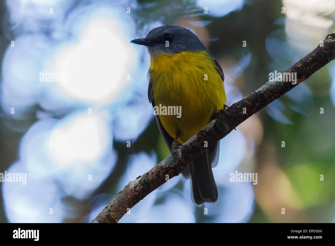 Eastern yellow robin lamington national park hi-res stock photography ...