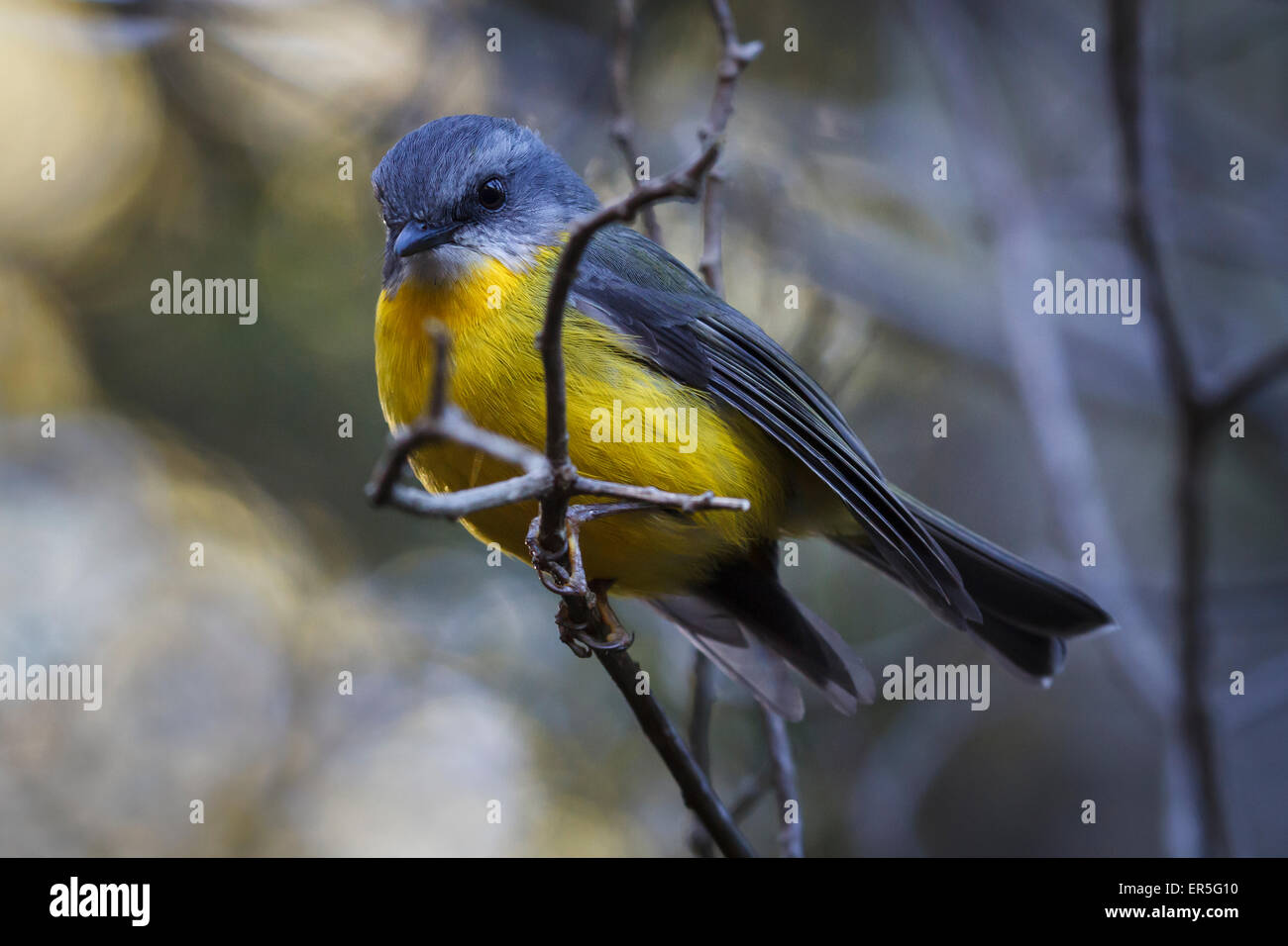 Eastern yellow breasted robin hi-res stock photography and images - Alamy