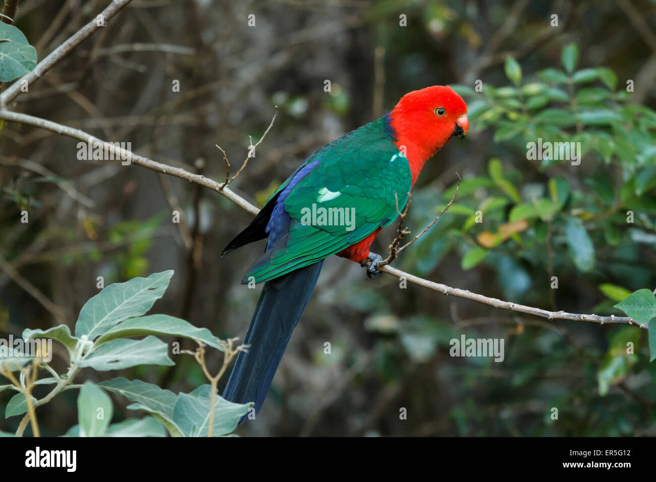 Male Australian King Parrot at O'Reillys Rainforest Retreat Stock Photo ...