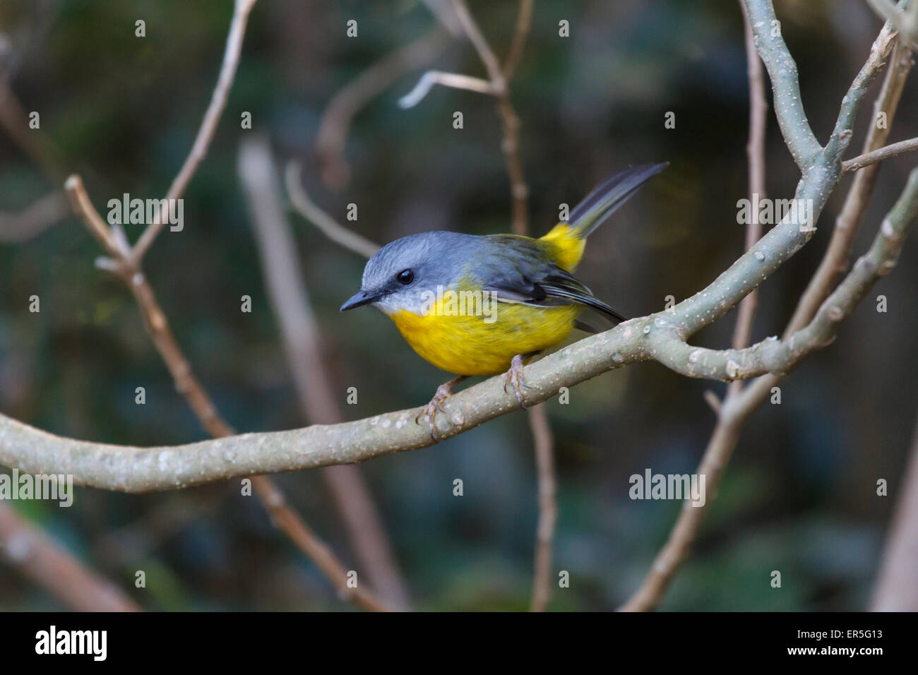 Eastern Yellow Robin at O'Reillys Rainforest Retreat Stock Photo - Alamy