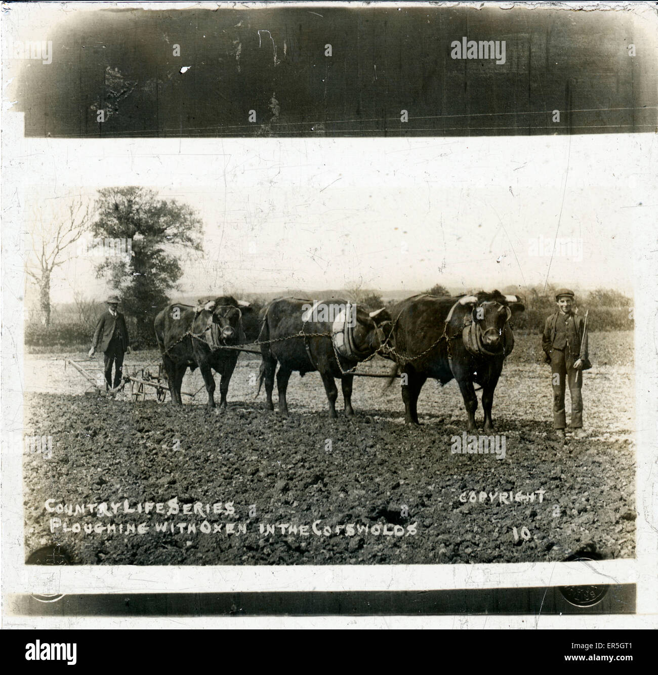 Oxen ploughing england hi-res stock photography and images - Alamy