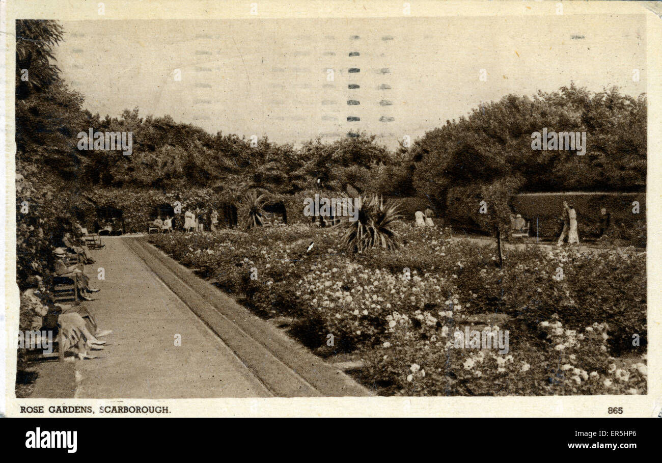The yorkshire rose hi-res stock photography and images - Alamy