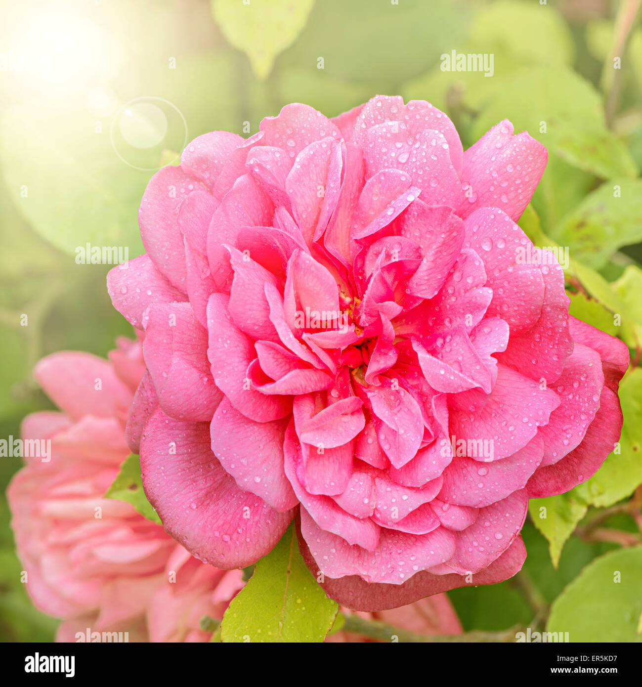 Tea rose on the branch in the garden Stock Photo - Alamy