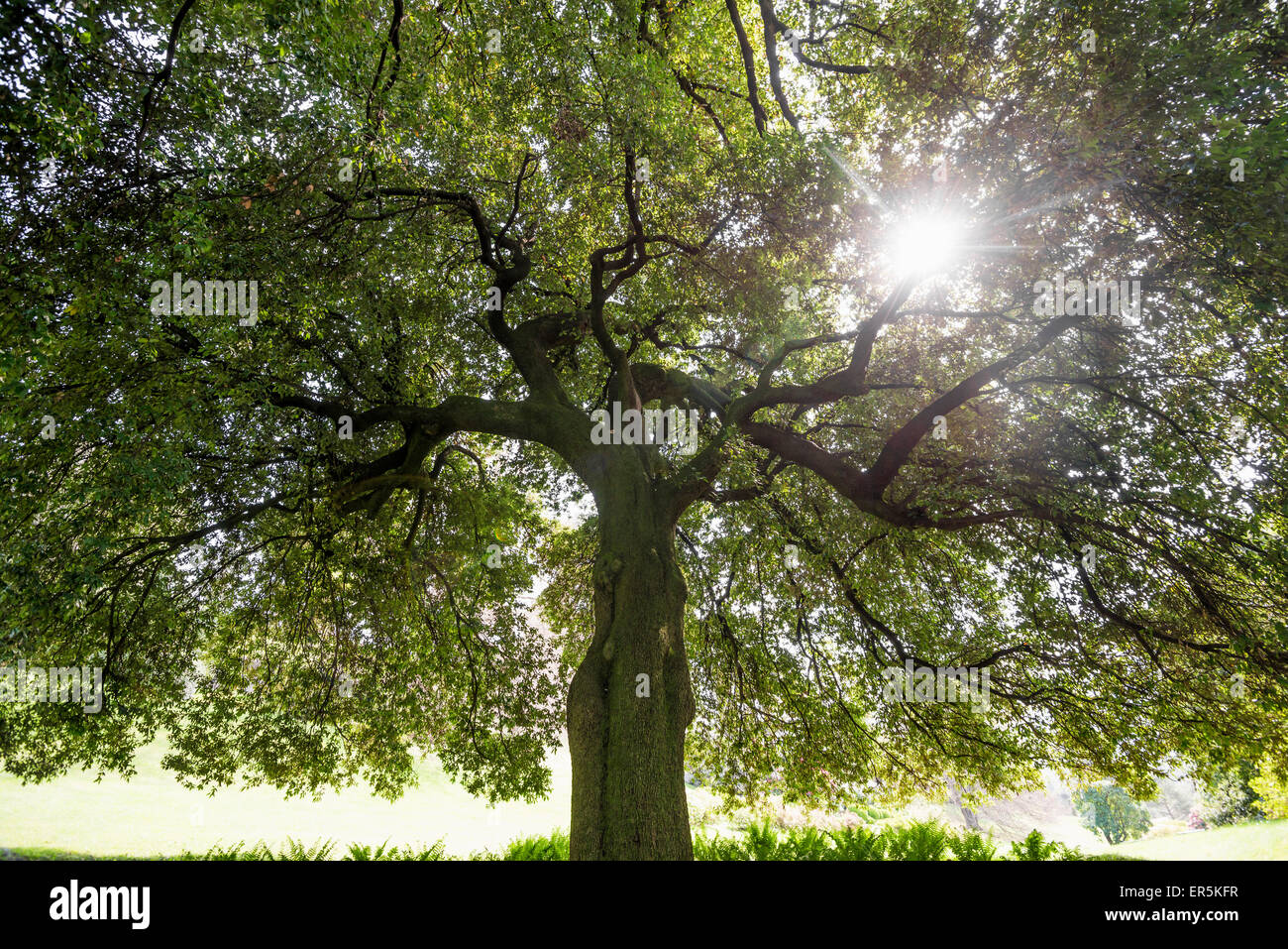 Holm Oak, English style gardens of Villa Melzi, Bellagio, Lake Como ...