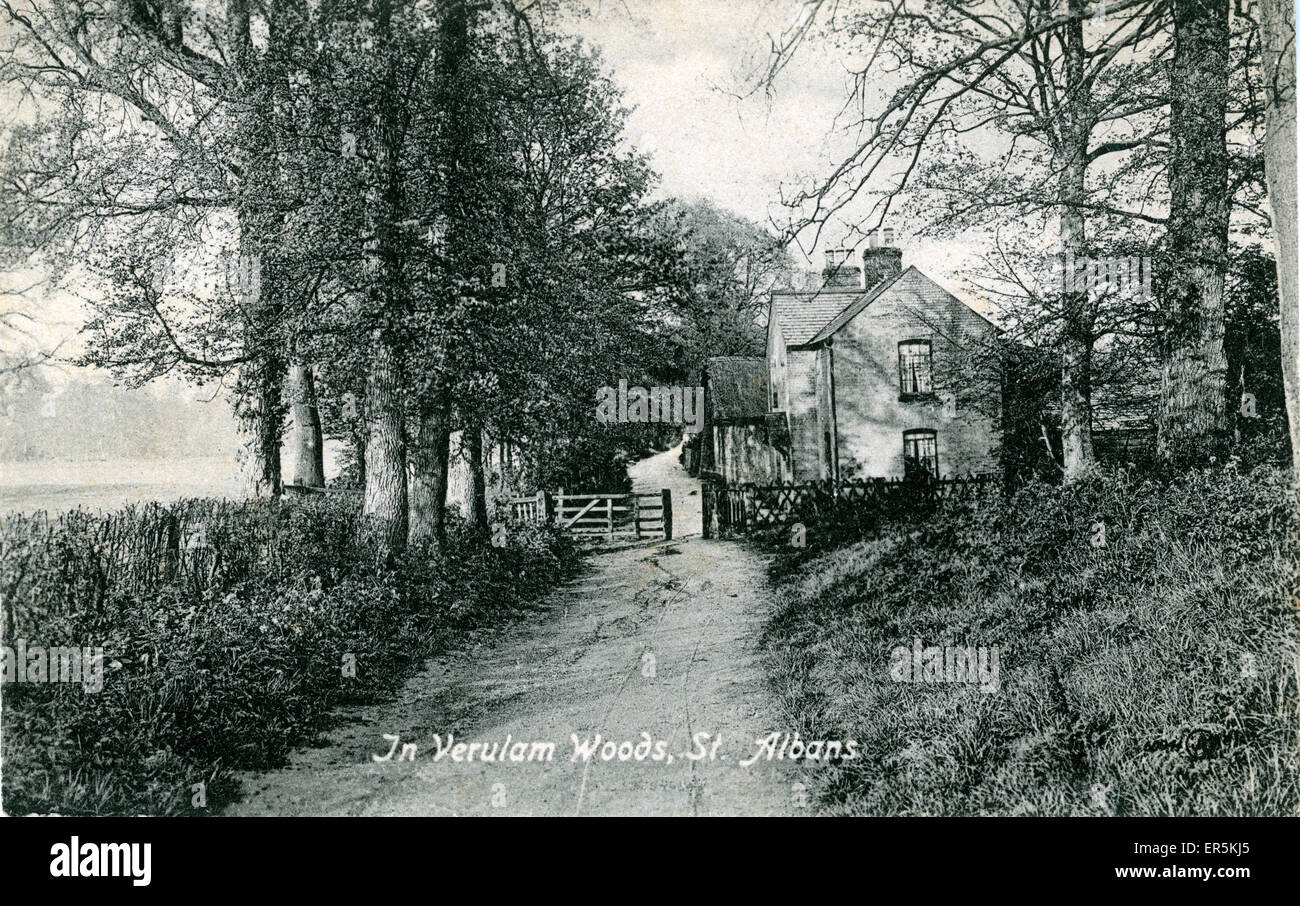 Verulam Woods, St Alban's, England Stock Photo - Alamy