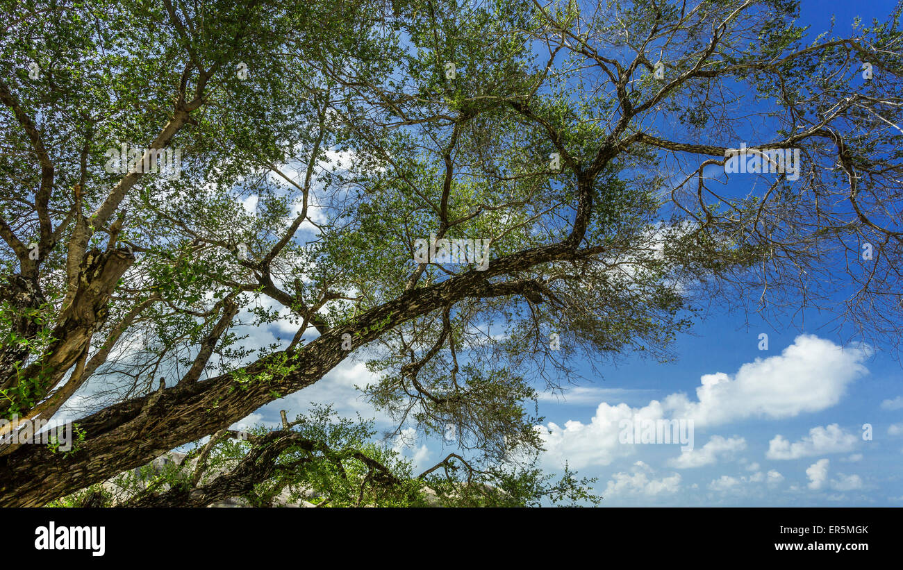 Small tree big tree hi-res stock photography and images - Alamy
