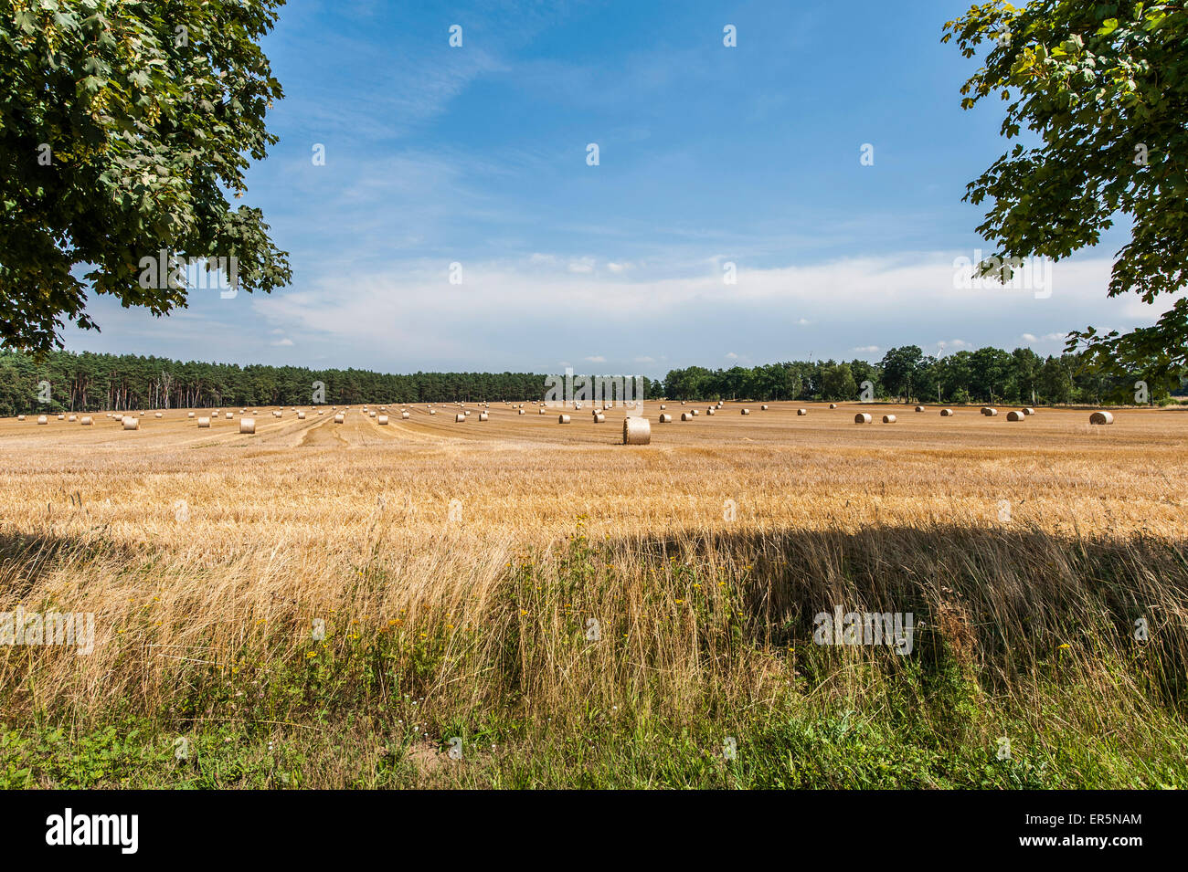 Harvested grain field on the island of Ruegen, Mecklenburg-Western ...