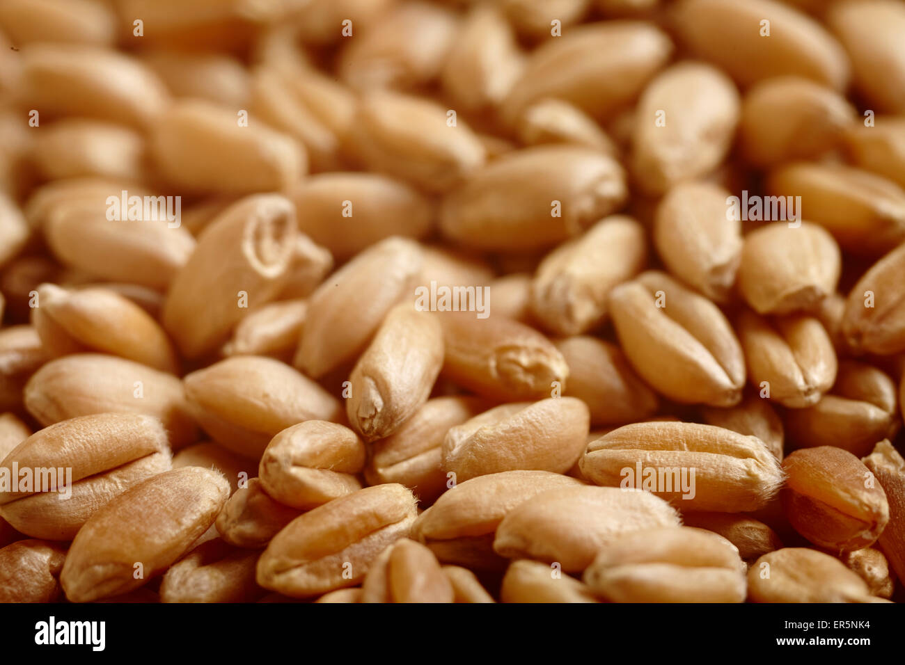 whole wheat berries Stock Photo - Alamy