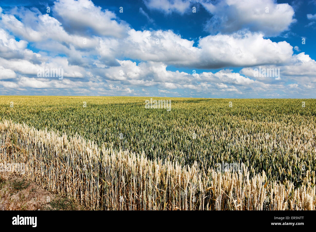 Magdeburg magdeburger hi-res stock photography and images - Alamy